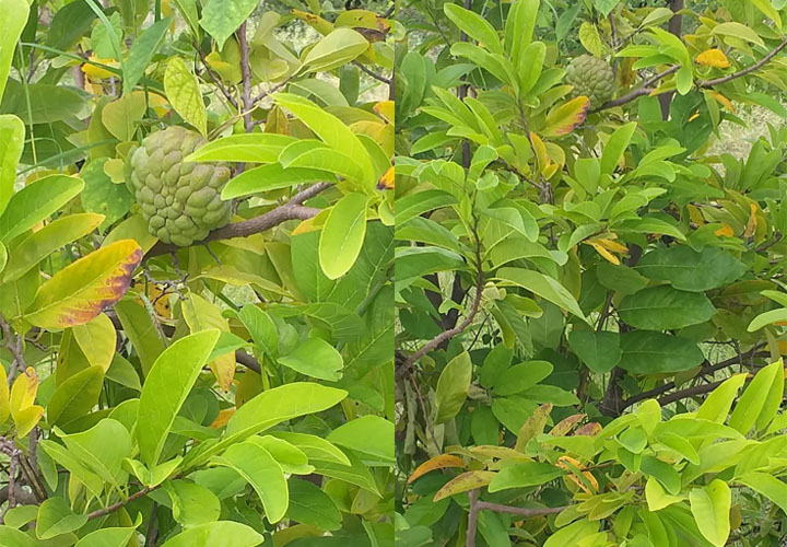 MANGO MIST FARMS – MYFRA INDIA Pvt. Ltd.