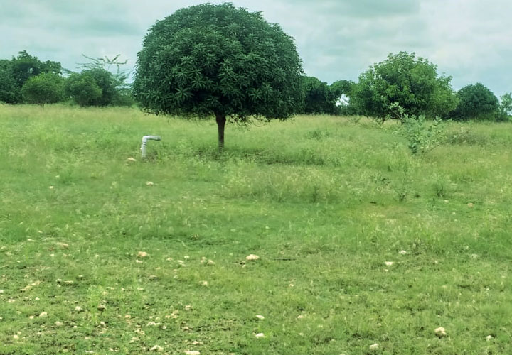 MANGO MIST FARMS – MYFRA INDIA Pvt. Ltd.